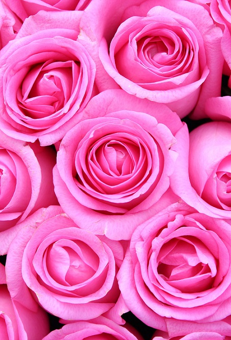 Informationen über die Rosen und PARIS EN ROSE